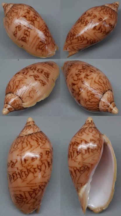 shellauction.net :: Cymbiola mariaemma - 3605277