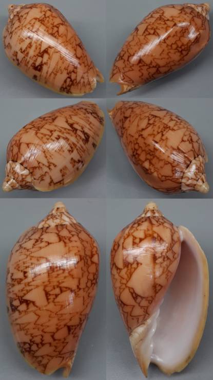 shellauction.net :: Cymbiola mariaemma - 3605278