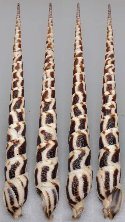 shellauction.net :: Terebra commaculata - 3605371