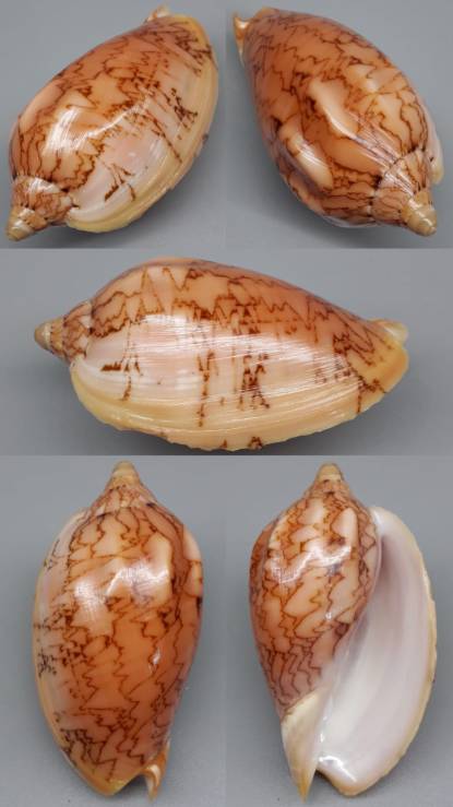 shellauction.net :: Cymbiola mariaemma - 3605418