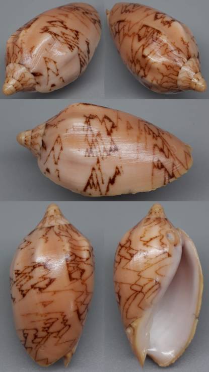 shellauction.net :: Cymbiola mariaemma - 3605423