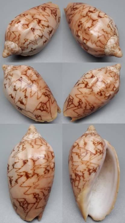 shellauction.net :: Cymbiola mariaemma - 3605424