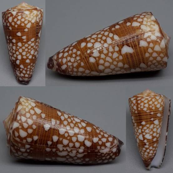 shellauction.net :: Conus nobilis victor - 3605436