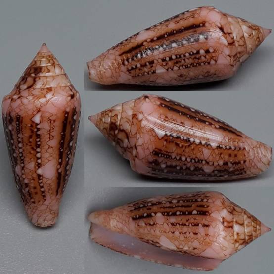 shellauction.net :: Conus legatus - 3605456