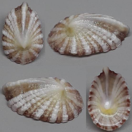 shellauction.net :: Patella sp. - 3605522