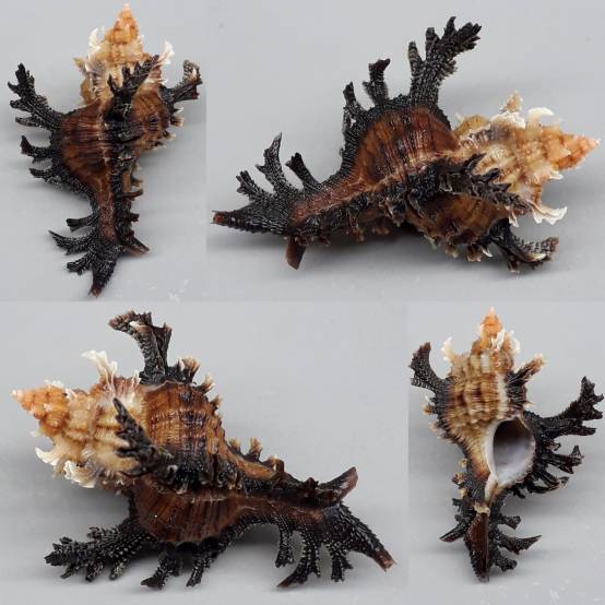 shellauction.net :: Chicoreus sp. - 3605585