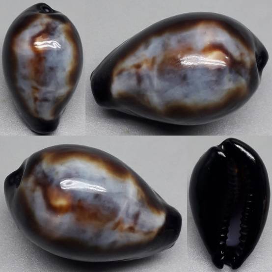 shellauction.net :: Erronea onyx - 3605704