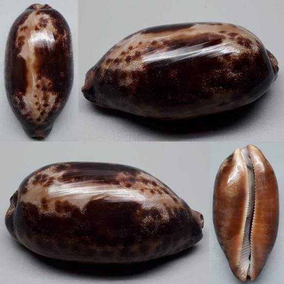 shellauction.net :: Chelycypraea testudinaria - 3605886