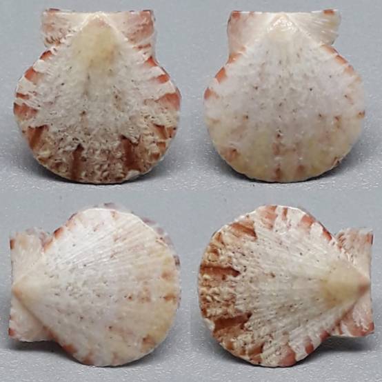 shellauction.net :: Pecten pyxidatus - 3606020