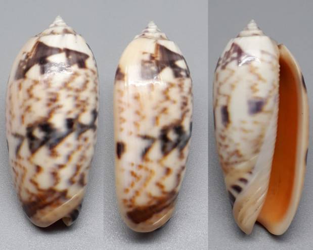 shellauction.net :: Oliva miniacea - 3606085