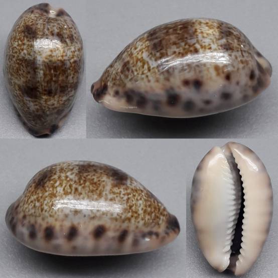 shellauction.net :: Erronea vredenburgi - 3606172