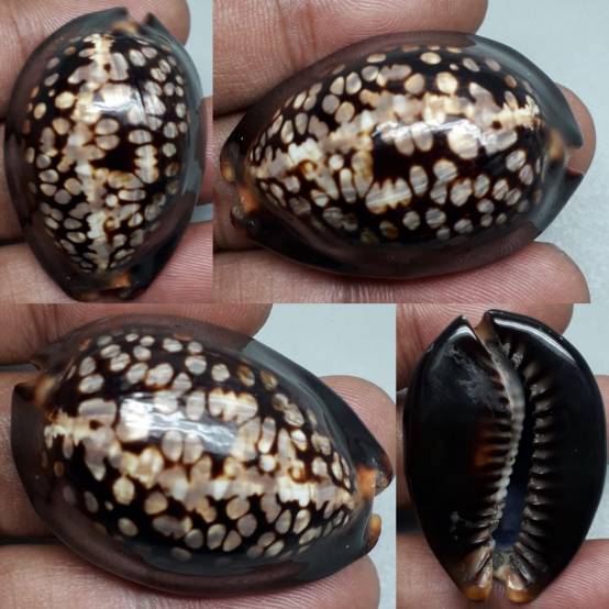 shellauction.net :: Mauritia mauritiana - 3606193