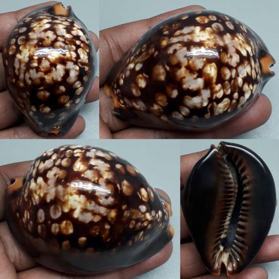 shellauction.net :: Mauritia mauritiana - 3606209