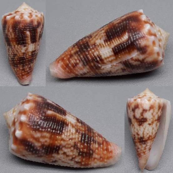 shellauction.net :: Conus moluccensis - 3606244