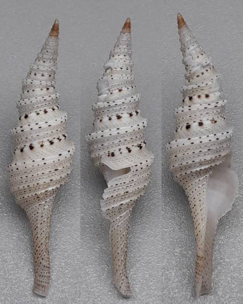 shellauction.net :: Turris sp. - 3606293