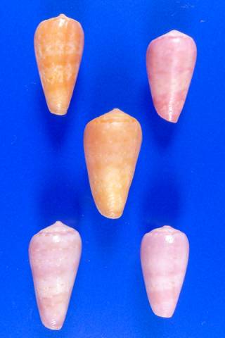 shellauction.net :: Conus solangeae - 3606338