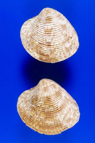 shellauction.net :: Chione pubera - 3606490