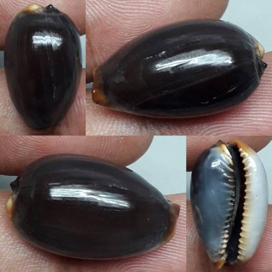 shellauction.net :: Staphylaea limacina - 3606621