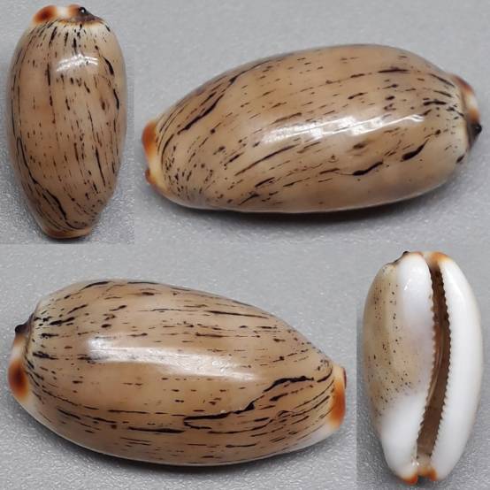 shellauction.net :: Luria isabella - 3606628