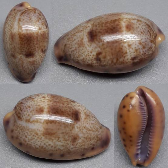 shellauction.net :: Contradusta walkeri - 3606633