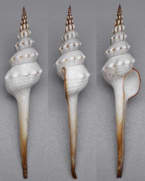 shellauction.net :: Fusinus sp. - 3606663