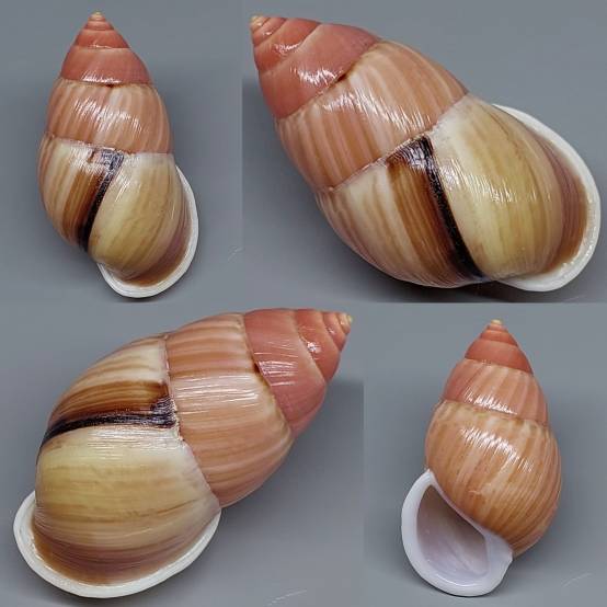 shellauction.net :: Amphidromus heerianus - 3606937