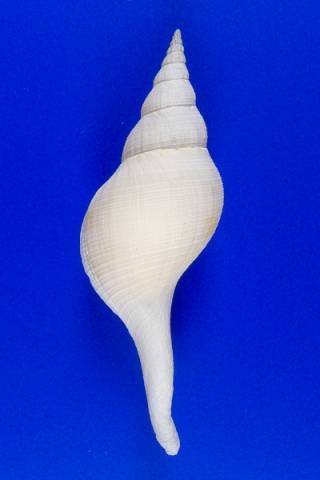 shellauction.net :: Chryseofusus hyphalus - 3607084