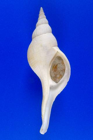 shellauction.net :: Chryseofusus hyphalus - 3607084