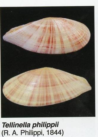 shellauction.net :: Tellinella philippii - 3607227