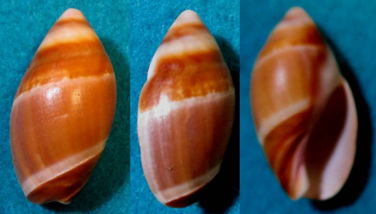 shellauction.net :: Amalda contusa - 3607229