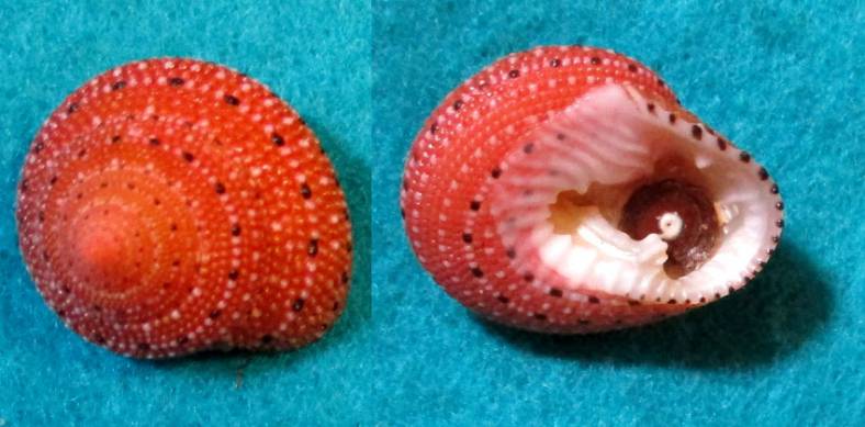 shellauction.net :: Clanculus puniceus - 3607250