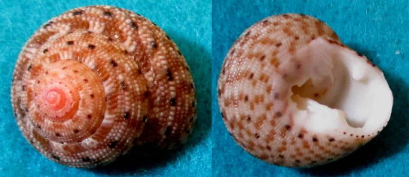 shellauction.net :: Clanculus miniatus - 3607251