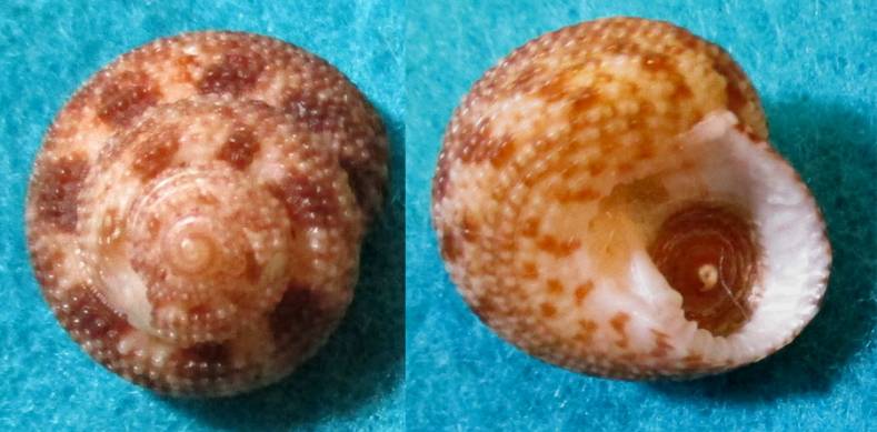 shellauction.net :: Clanculus mixtus - 3607252