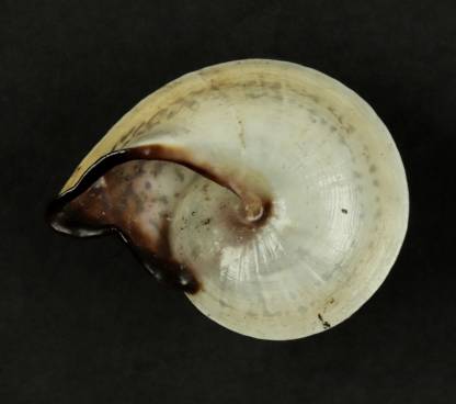 shellauction.net :: Rhynchotrochus taylorianus - 3607406