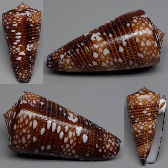shellauction.net :: Conus nobilis victor - 3607531