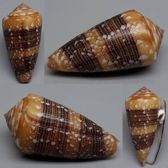 shellauction.net :: Conus nobilis victor - 3607540