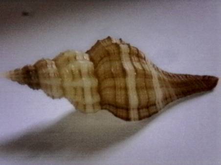 shellauction.net :: Granulifusus dondani - 3607581