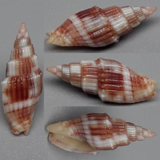 shellauction.net :: Vexillum cookorum - 3607706