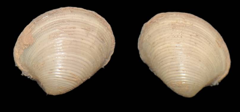 shellauction.net :: Nucula sculpturata - 3607783