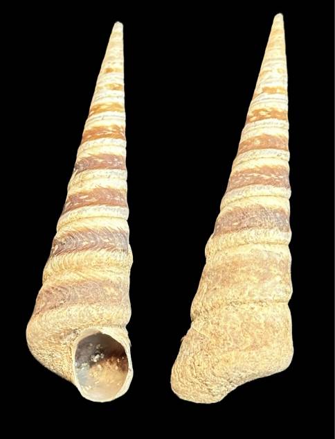 shellauction.net :: Turritella declivis - 3607809