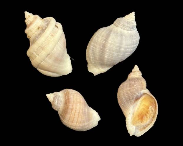 shellauction.net :: Trochia cingulata - 3607813