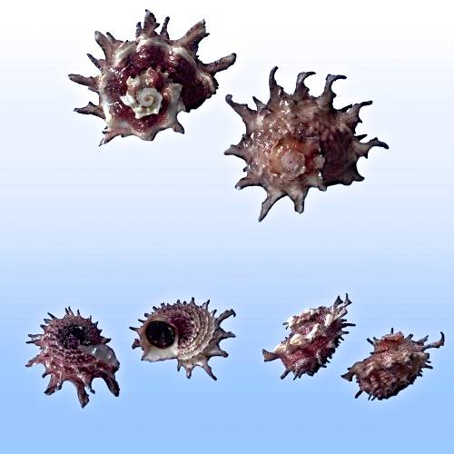 shellauction.net :: Angaria sp. - 3607860