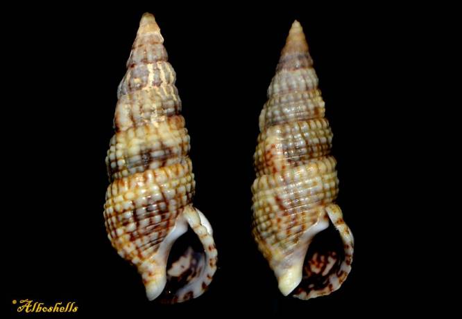 shellauction.net :: Cerithium lividulum - 3608032