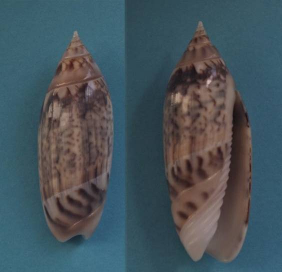 shellauction.net :: Agaronia acuminata - 3608080