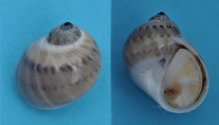 shellauction.net :: Natica marochiensis - 3608107