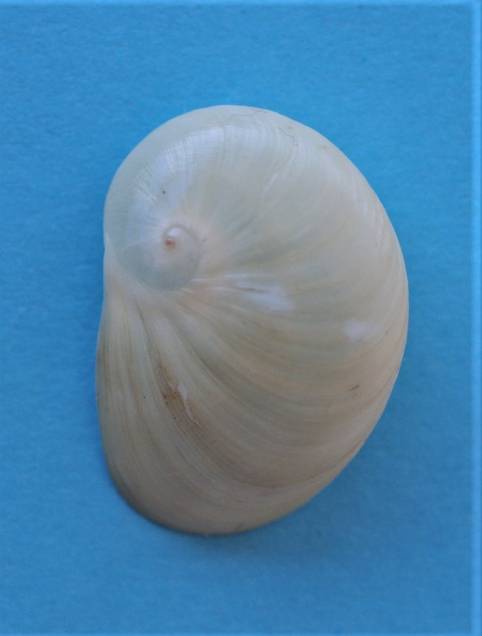 shellauction.net :: Sinum planatum - 3608134