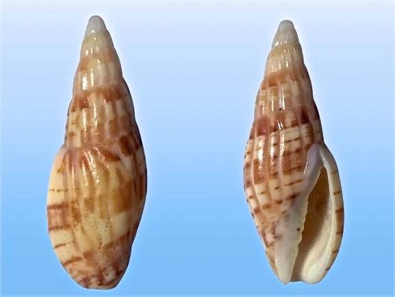 shellauction.net :: Lyria patbaili - 3608167