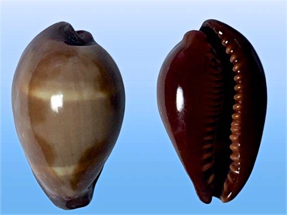 shellauction.net :: Erronea adusta persica - 3608191