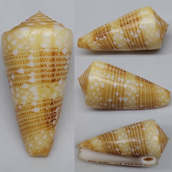 shellauction.net :: Conus victor - 3608247