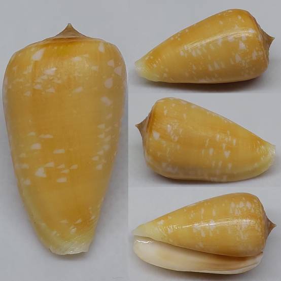 shellauction.net :: Conus wittigi - 3608255